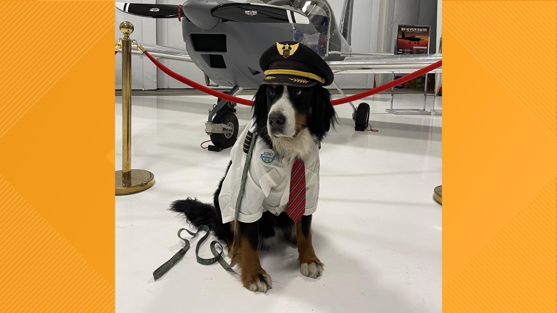 Parker the Snow Dog, a beloved Colorado mascot, passes away in car ...