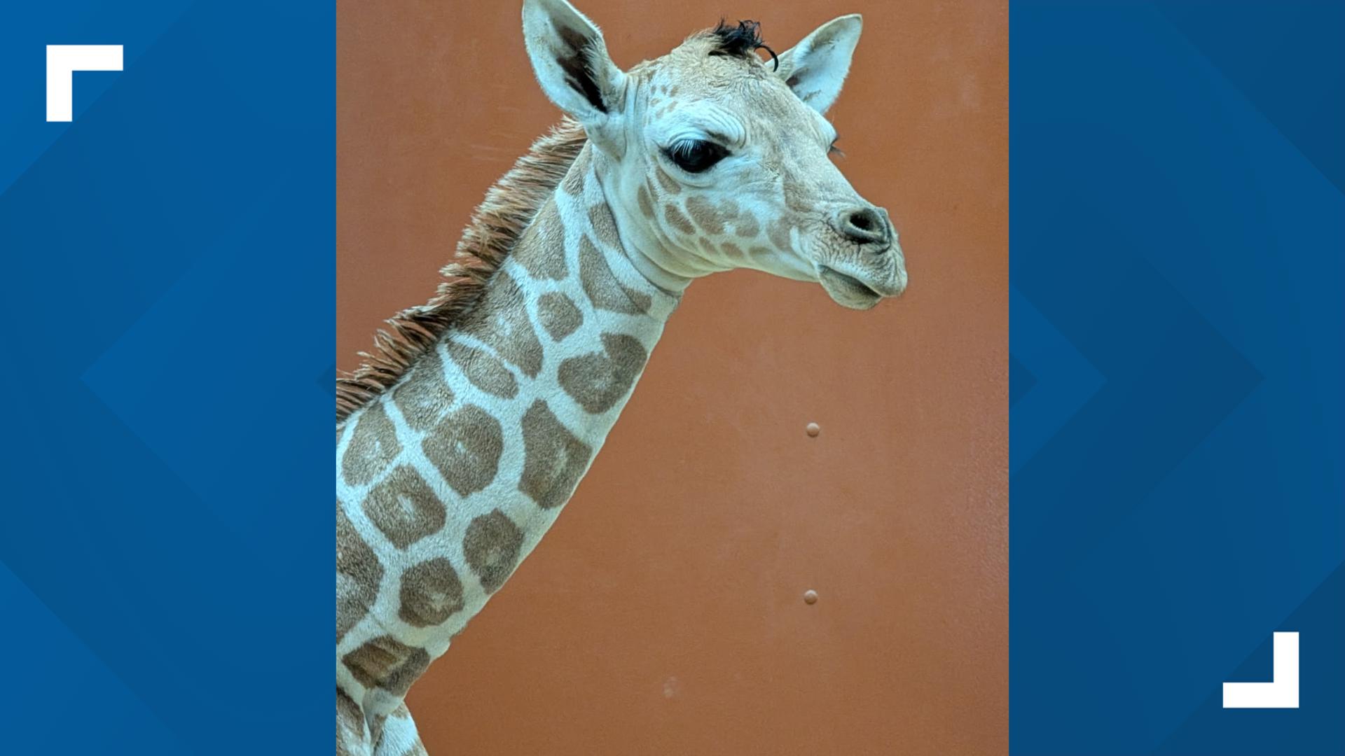 Baby giraffe born at Denver Zoo: See the cute first photos | 9news.com