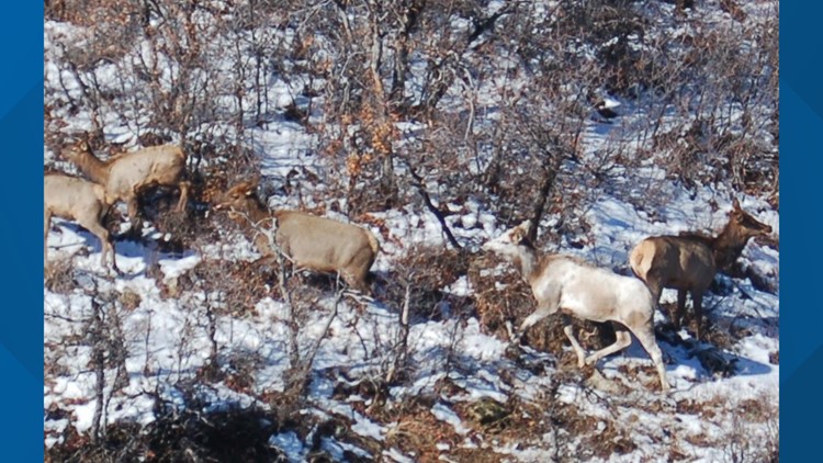Rare piebald elk spotted in Colorado | 9news.com