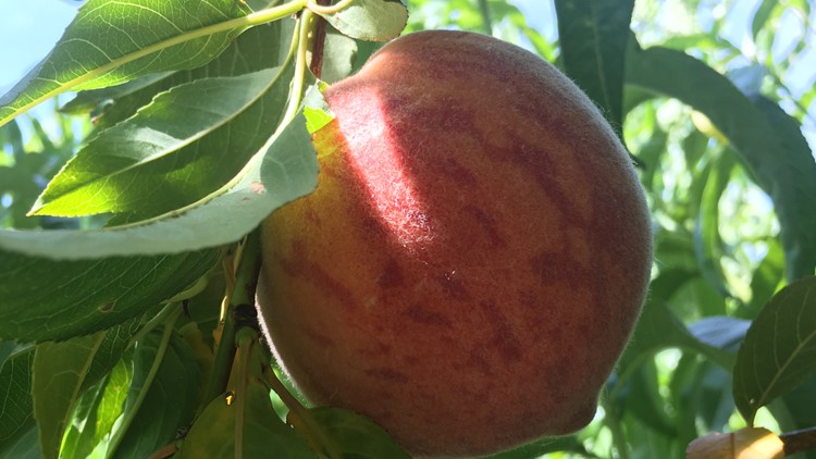 Palisade peach fans will have to wait a little longer this year | 9news.com