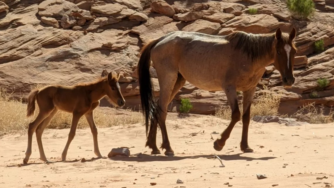 2 horses rescued after becoming stranded on Lake Powell beach | 9news.com