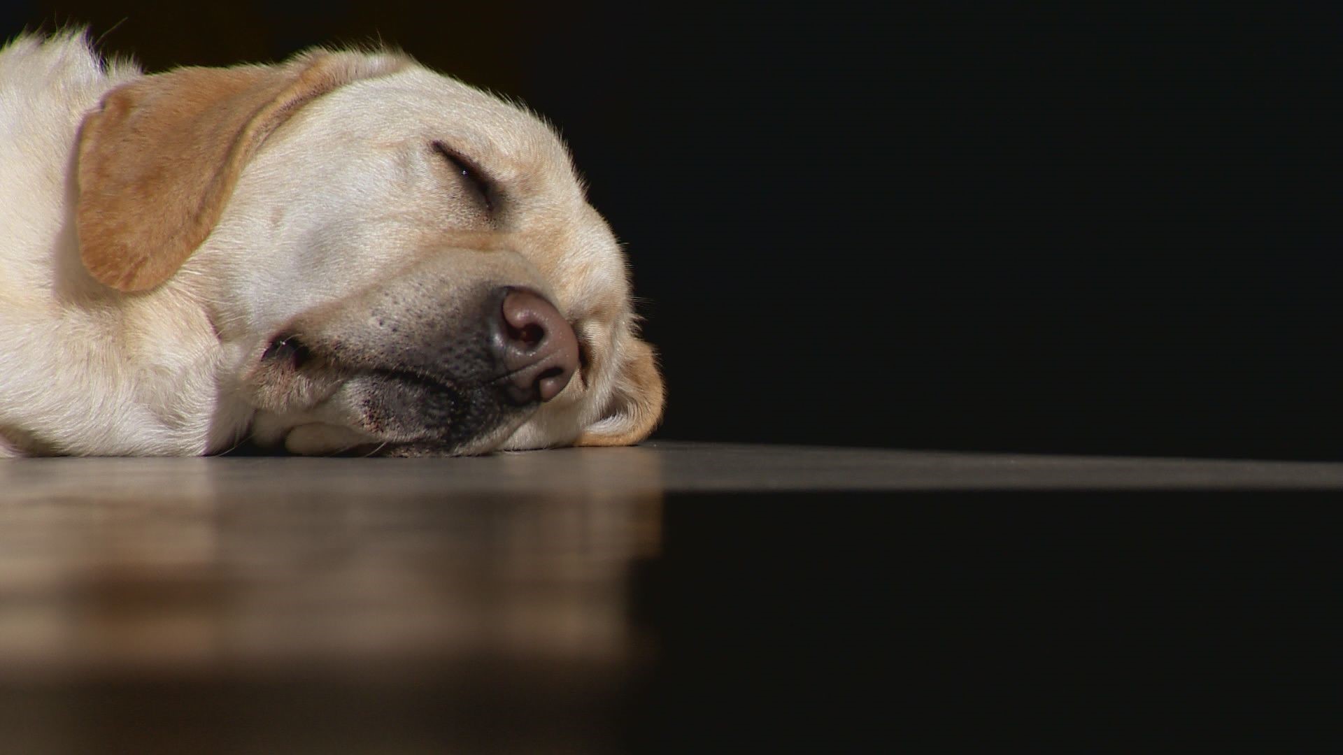 West Metro Fire introduces arson dog | 9news.com