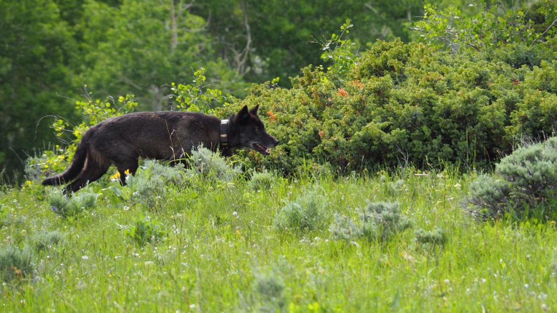 Colorado wolf reintroduction plan finalized | 9news.com