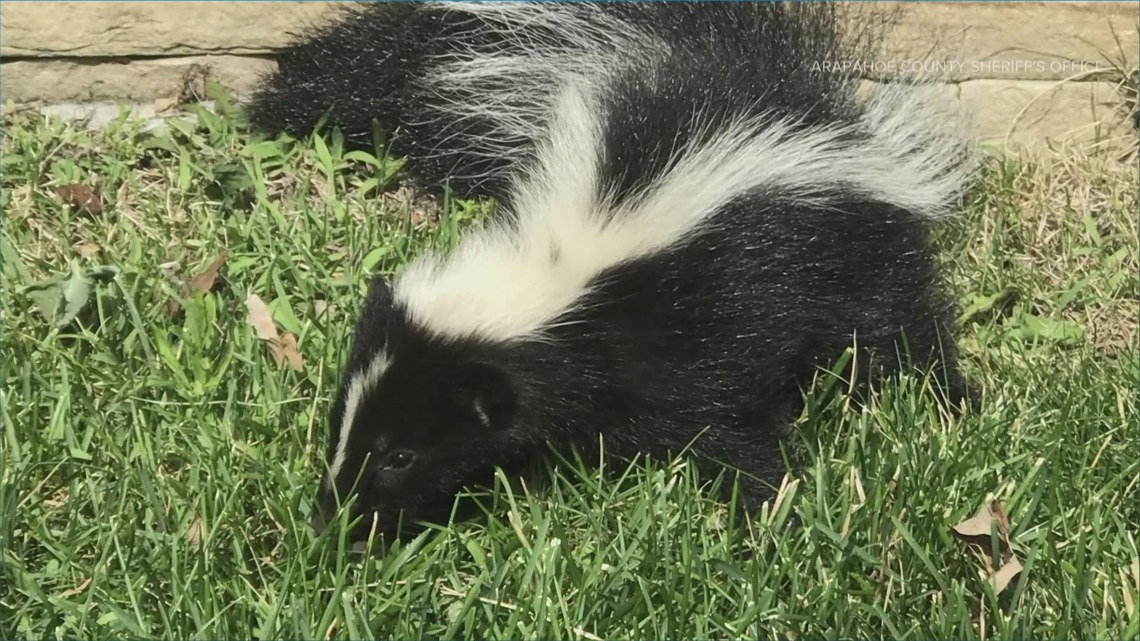 Do not disturb: Cute baby animals are best left alone | 9news.com