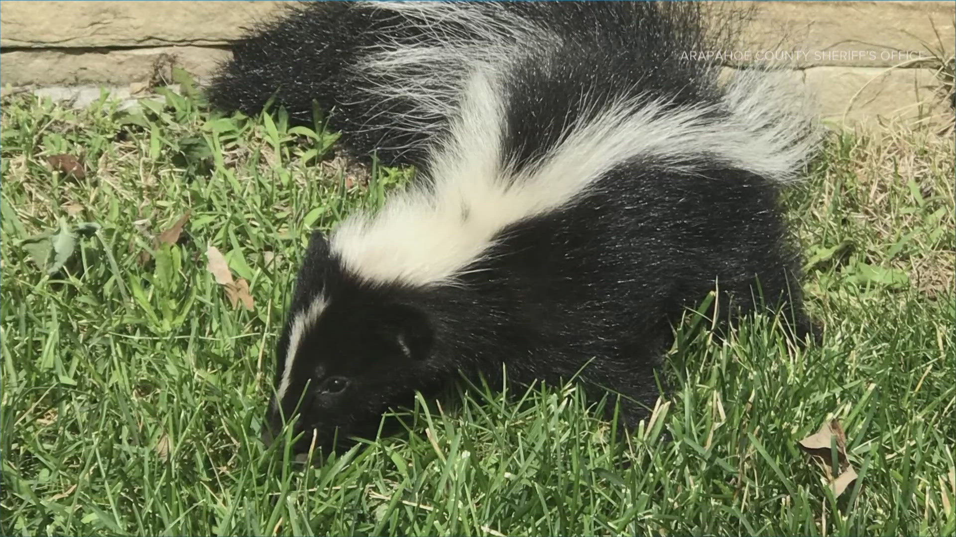 Do not disturb: Cute baby animals are best left alone | 9news.com