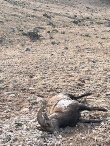 Officials need help finding suspect in illegal killing of bighorn ram ...
