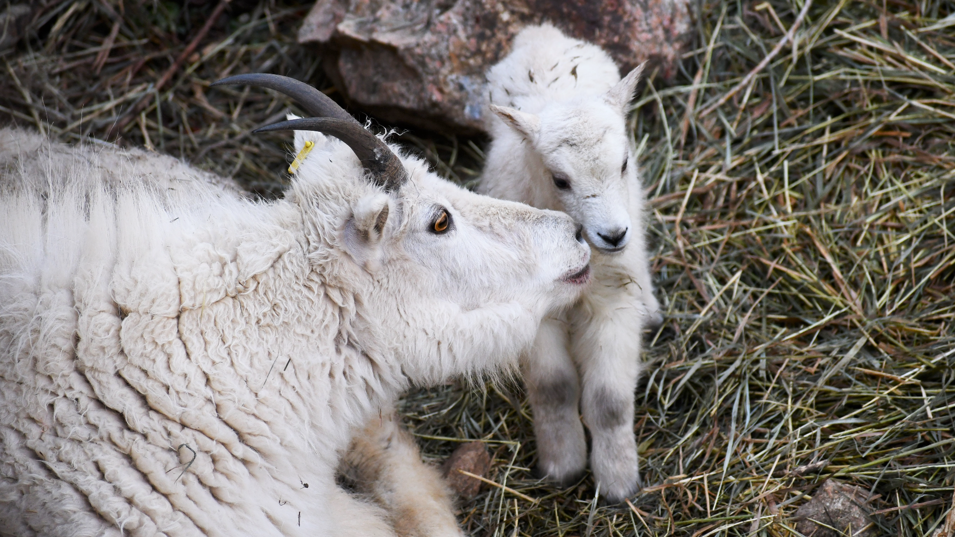 Cute alert: Rocky Mountain goat baby born at Colorado zoo | 9news.com