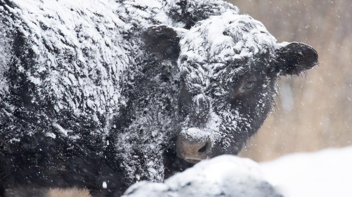 How did Tuesday's blizzard affect Colorado's Eastern Plains? | 9news.com