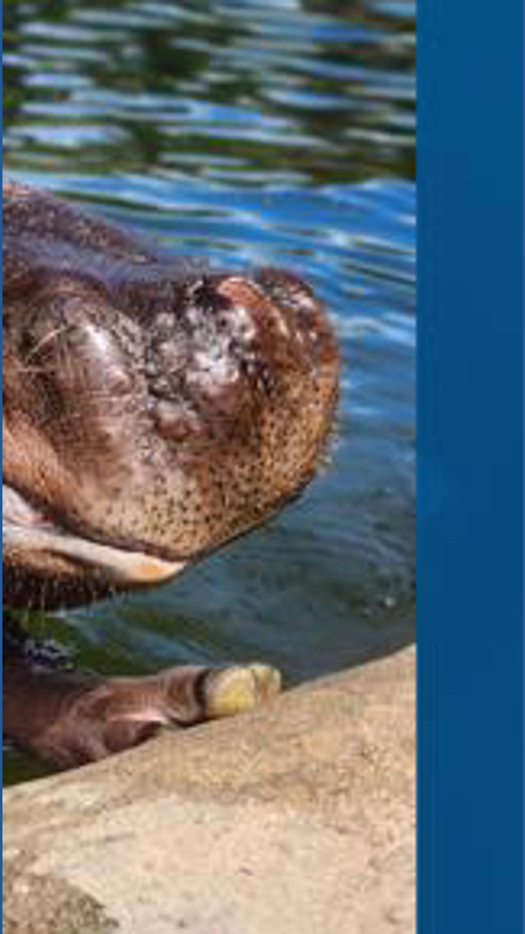 Denver Zoo hippo moving to Texas for new habitat | 9news.com