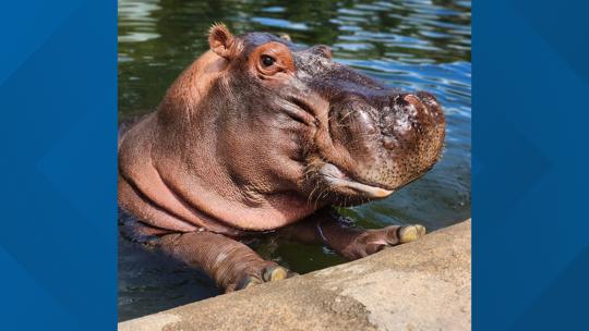 Denver Zoo hippo moving to Texas for new habitat | 9news.com