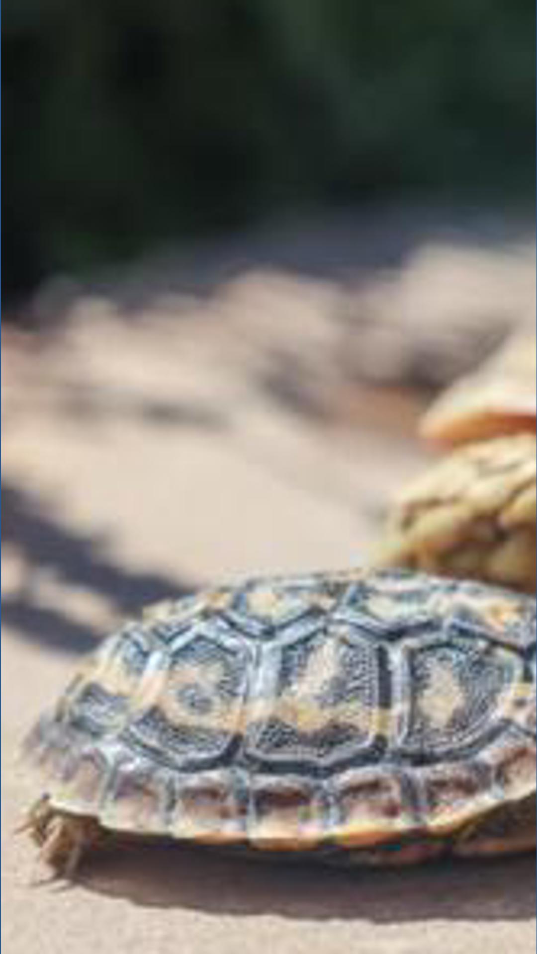 Help name Denver Zoo's baby African pancake tortoise | 9news.com