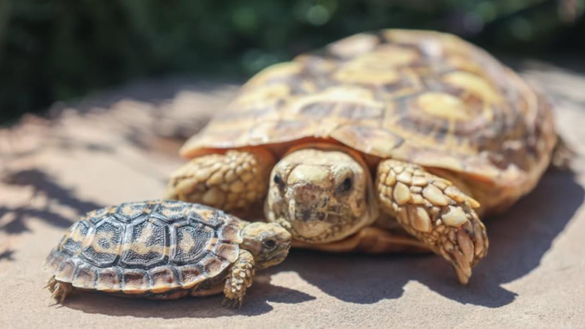 Help name Denver Zoo's baby African pancake tortoise | 9news.com
