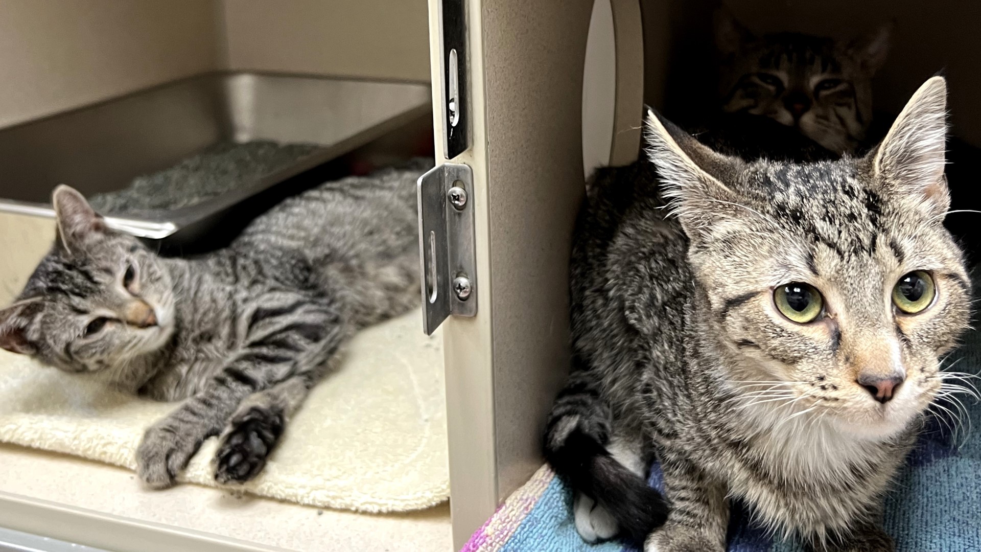 House fire displaces dozens of cats in Colorado town | 9news.com