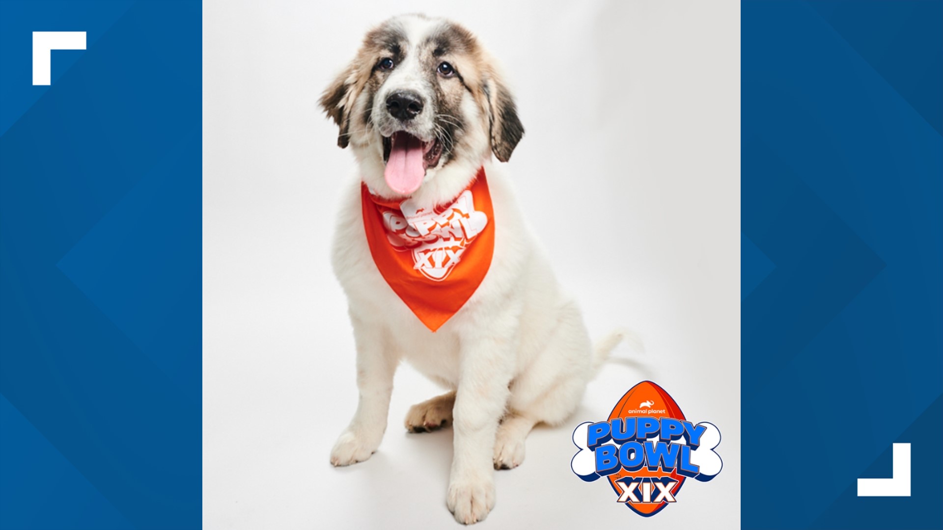 Meet 6 Colorado puppies competing in the 2023 Puppy Bowl | 9news.com