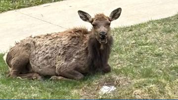 Aggressive cow elk sends man to hospital, triggers emergency alert ...