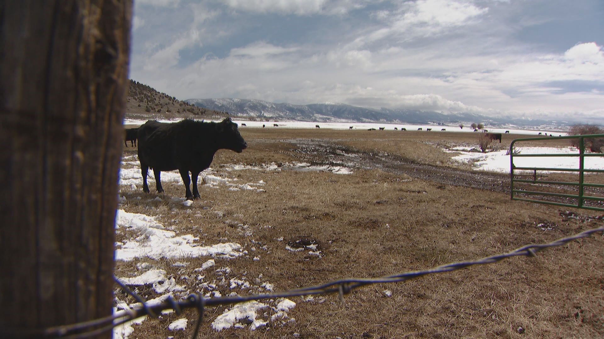 Colorado rancher says wolves still killing cattle | 9news.com