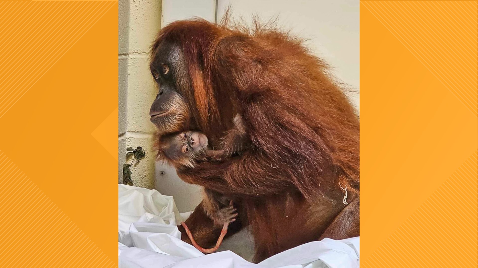 See the first photos of the Sumatran orangutan baby at Denver Zoo | 9news.com