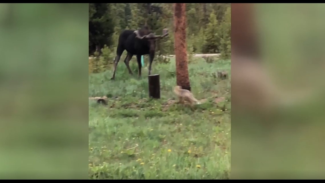 Fox and moose encounter in Fraser, Colorado is the most enjoyable thing ...
