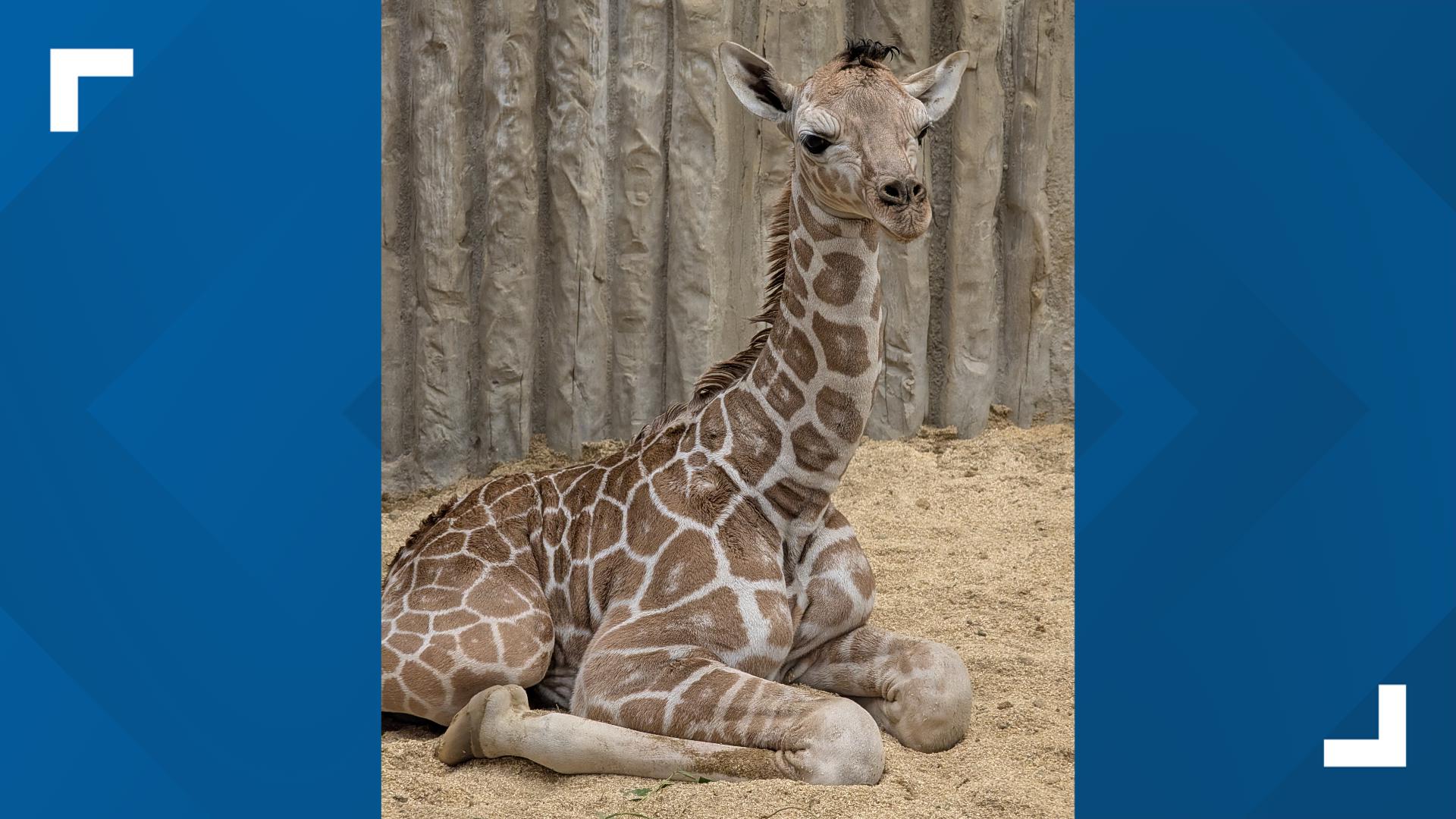 Baby giraffe born at Denver Zoo: See the cute first photos | 9news.com