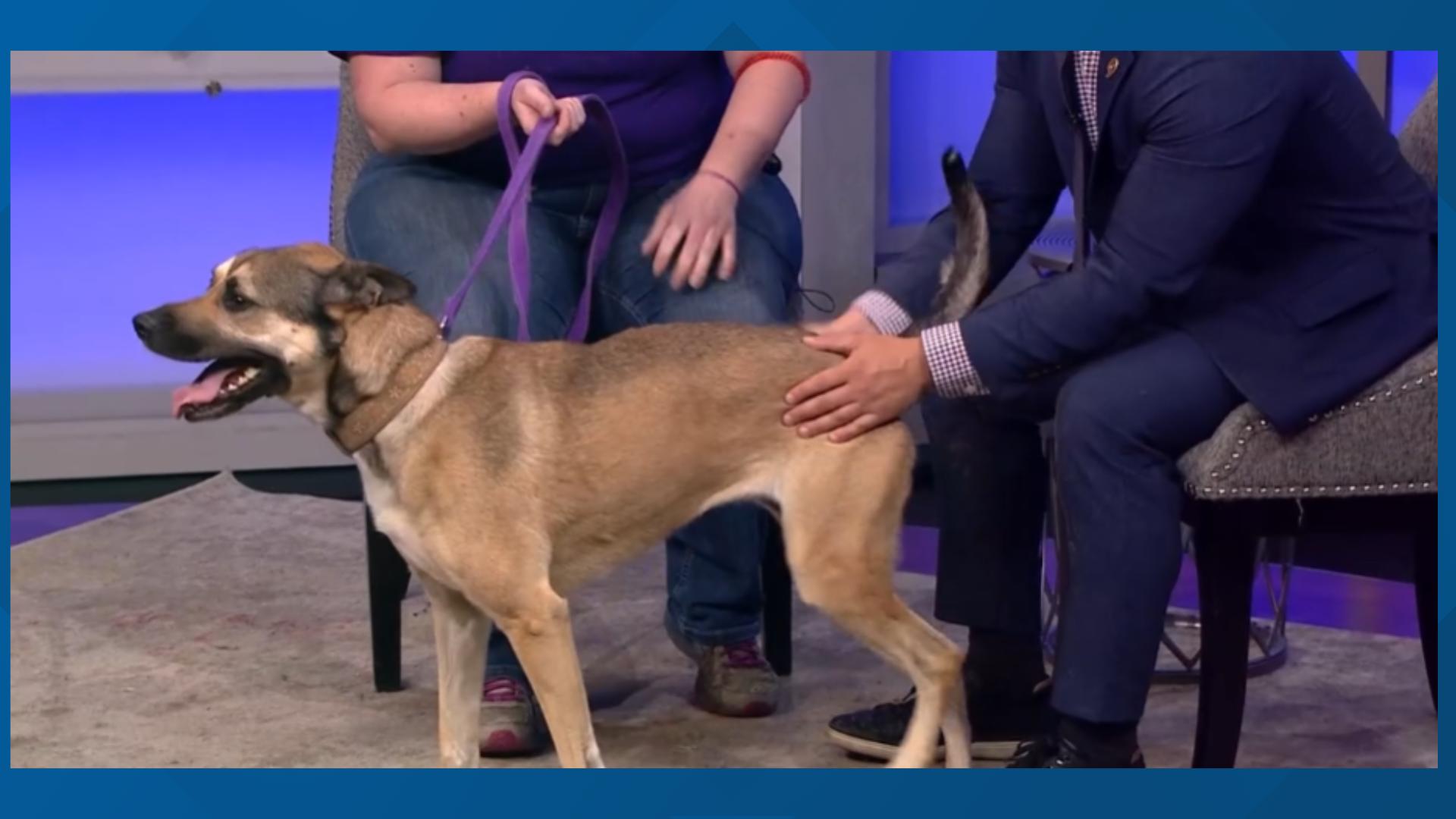 Adopt Huntress: Energetic dog seeks loving home at Longmont Humane ...