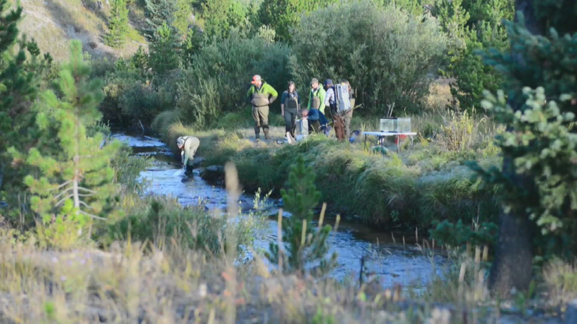 Denver to host World Conference on Ecological Restoration | 9news.com