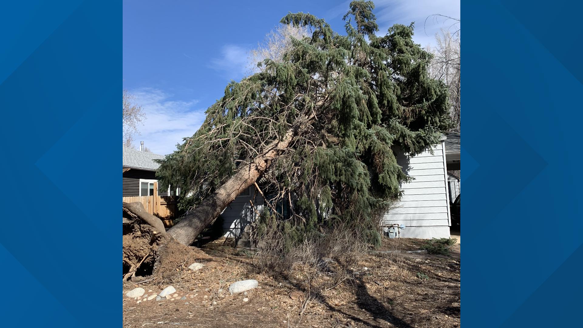 Fort Collins estimates 200+ trees damaged in windstorm event | 9news.com