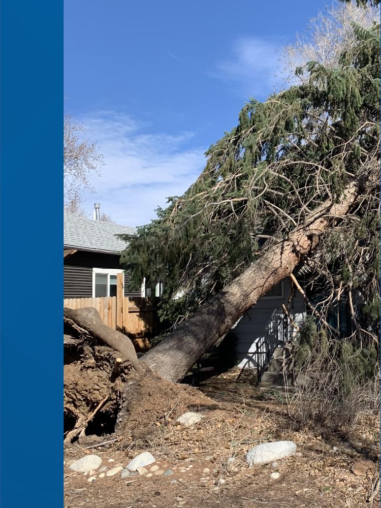 Fort Collins estimates 200+ trees damaged in windstorm event | 9news.com