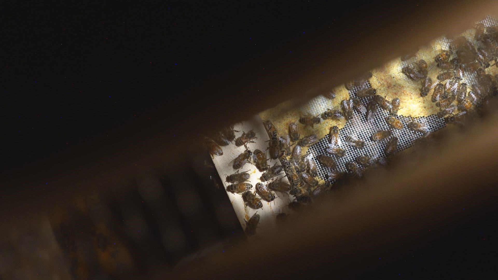 Bee huts connect humans and honeybees at Colorado ranch | 9news.com