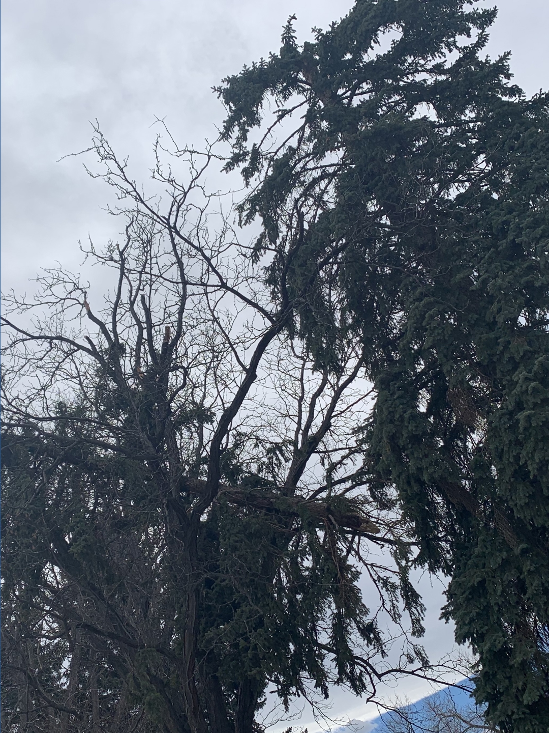 Fort Collins estimates 200+ trees damaged in windstorm event | 9news.com