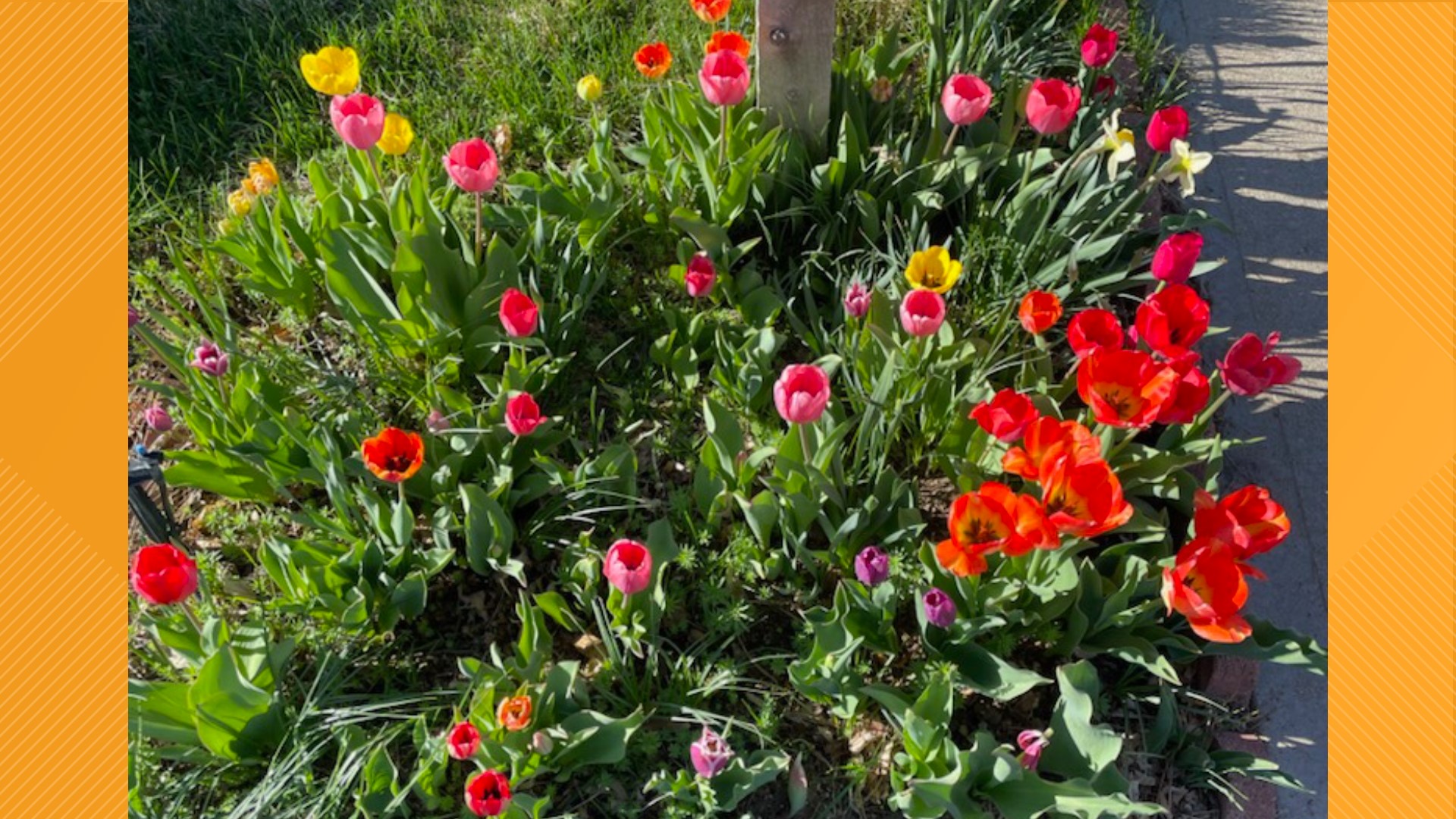 Tulip time in Colorado: 9NEWS viewers share their best tulip pics ...