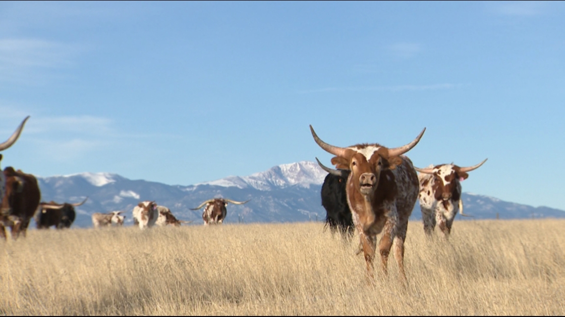 Meet the Texas longhorns that lead the National Western Stock Show ...