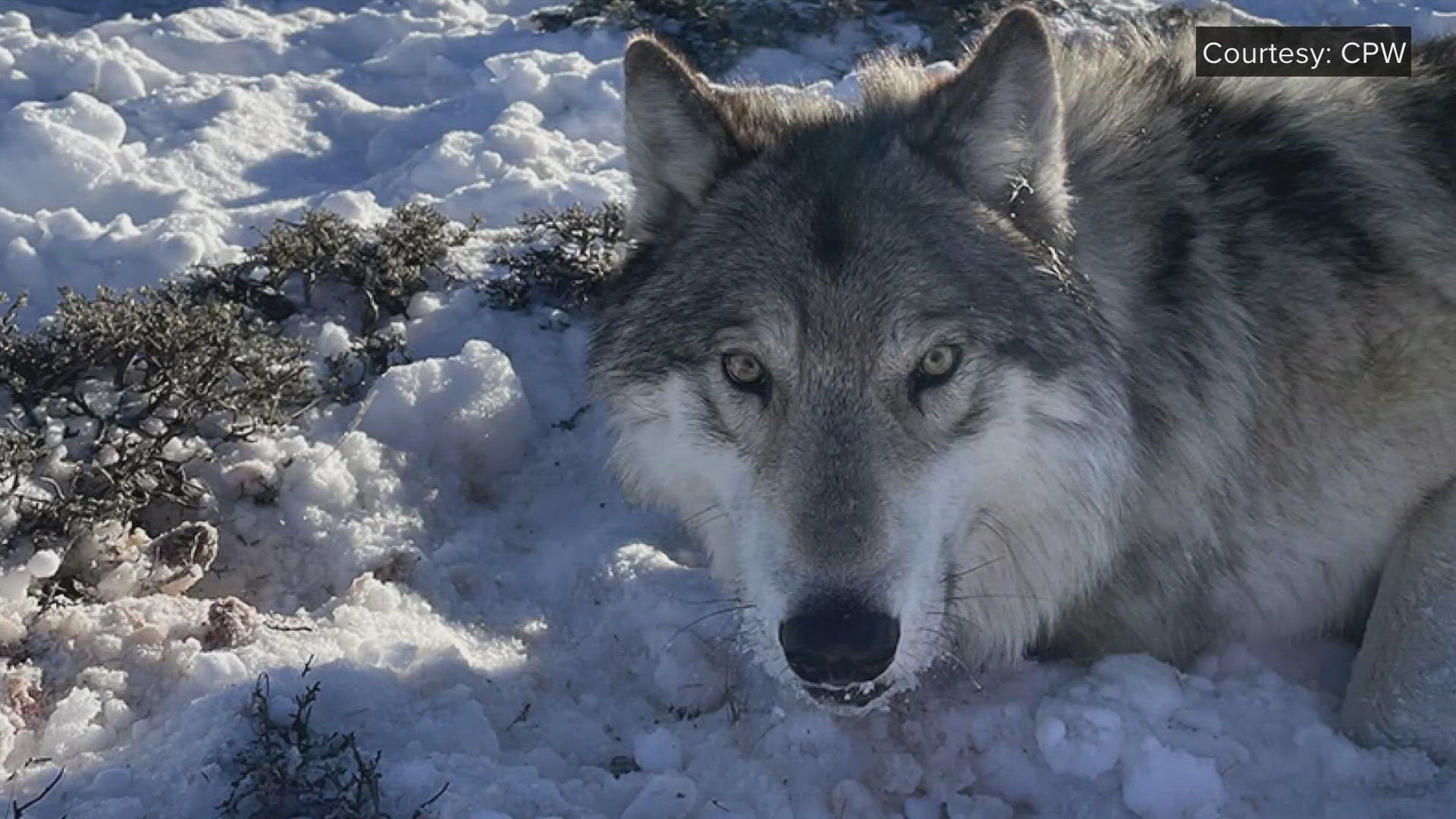 Pause on the paws: British Columbia pauses deal to provide more wolves ...