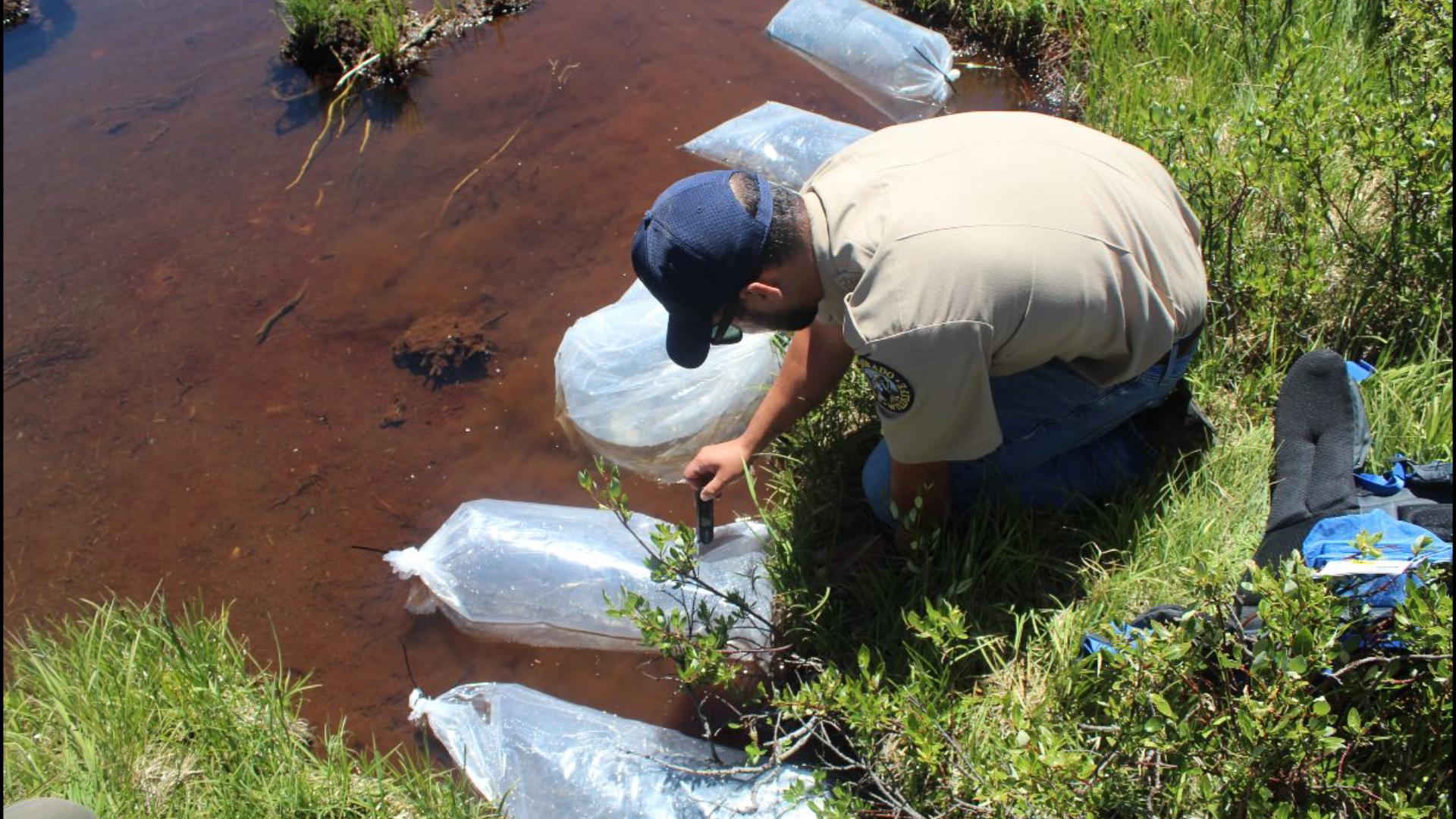 Boreal toads reintroduced in new Colorado county | 9news.com