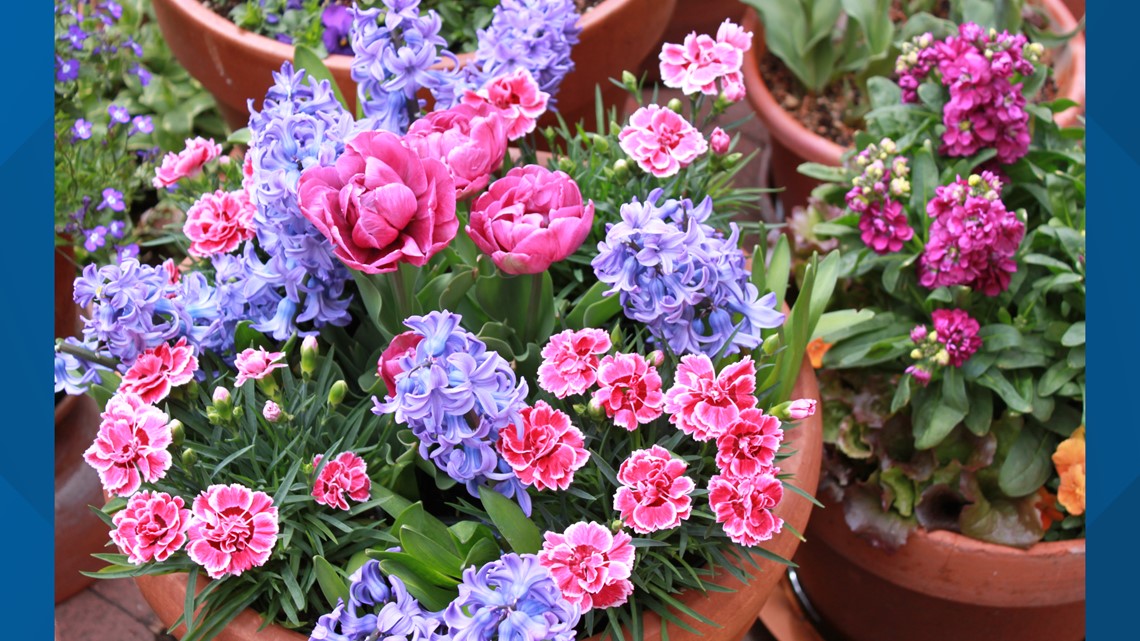 Proctor's Garden: How to plant bulbs in pots | 9news.com