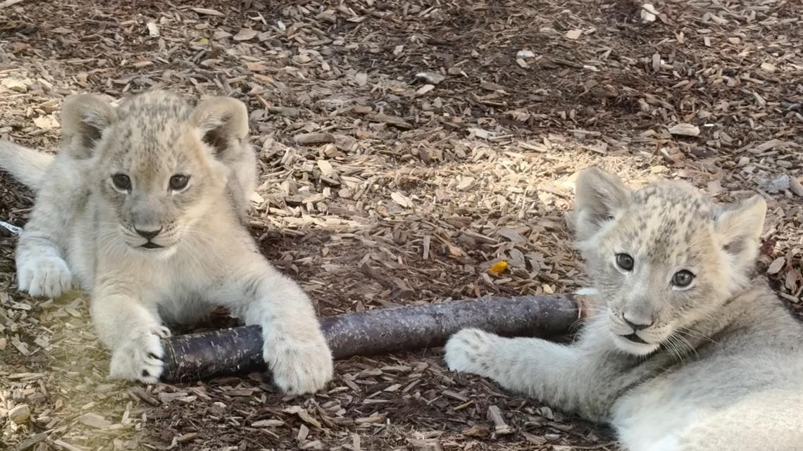 Denver Zoo's lion cubs debut: Public sees them this week | 9news.com