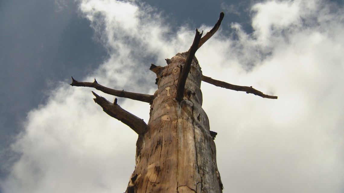 The Hayman Fire, 20 years later | 9news.com