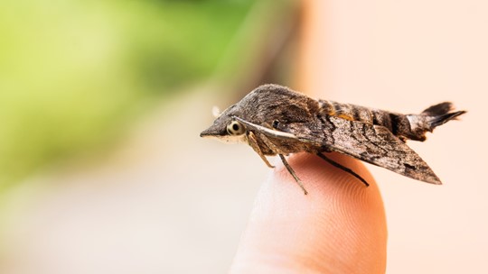 When do the miller moths go away in Colorado? | 9news.com