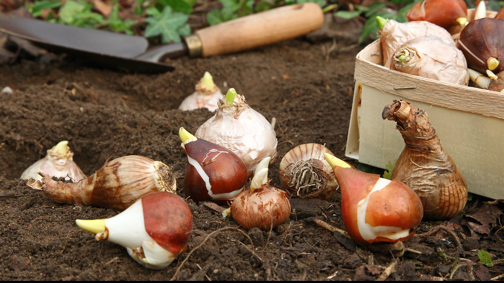 How to choose the best bulbs for your flower gardens this fall | 9news.com