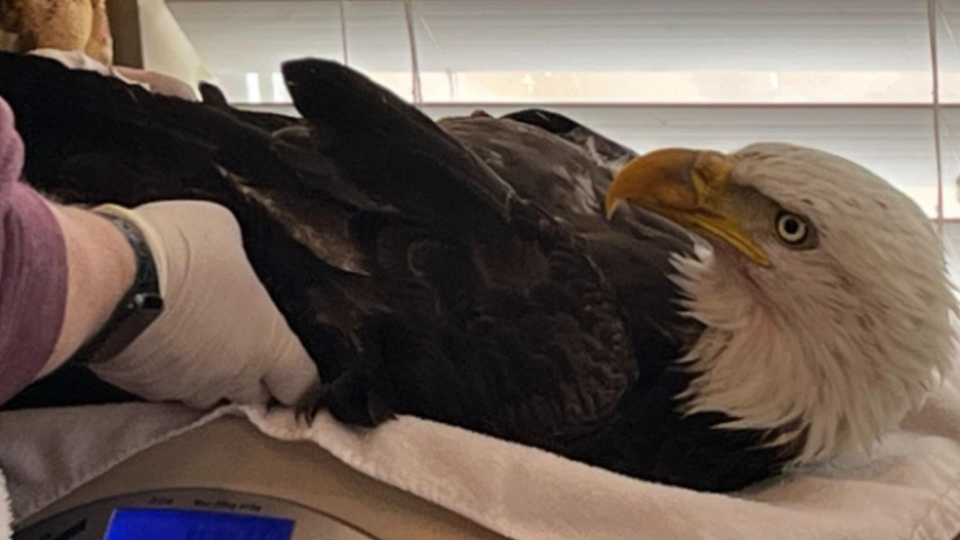 Bald eagle shot with ball bearing in Colorado | 9news.com