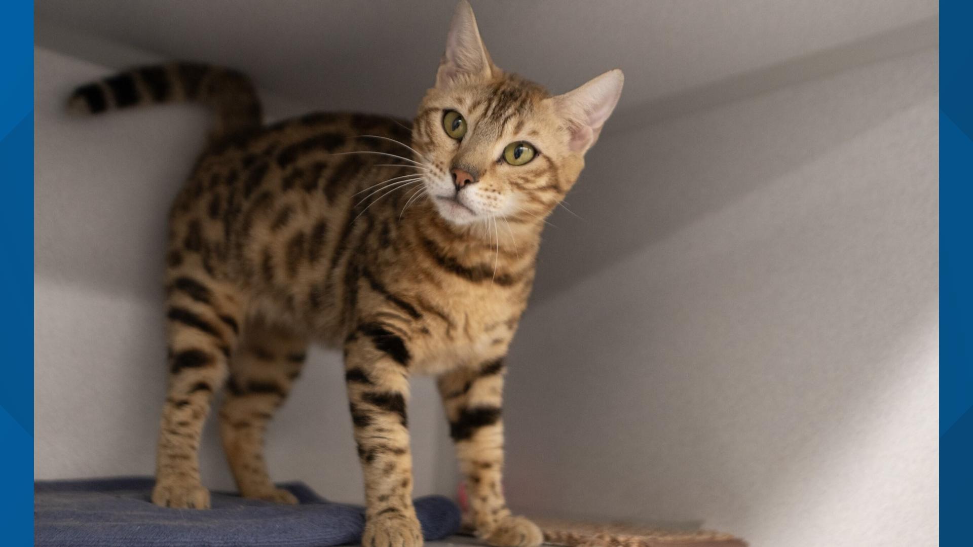 Humane Colorado seeks donations for rescued cats | 9news.com