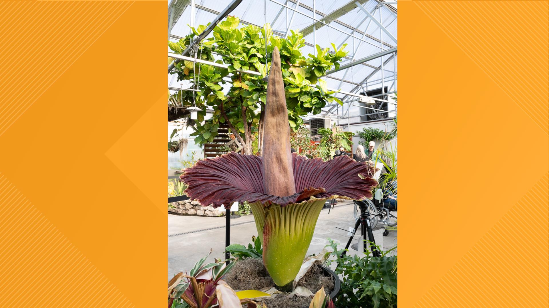 Rare corpse flower blooms for first time in Colorado | 9news.com