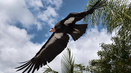 Endangered California condor shot in southwest Colorado | 9news.com