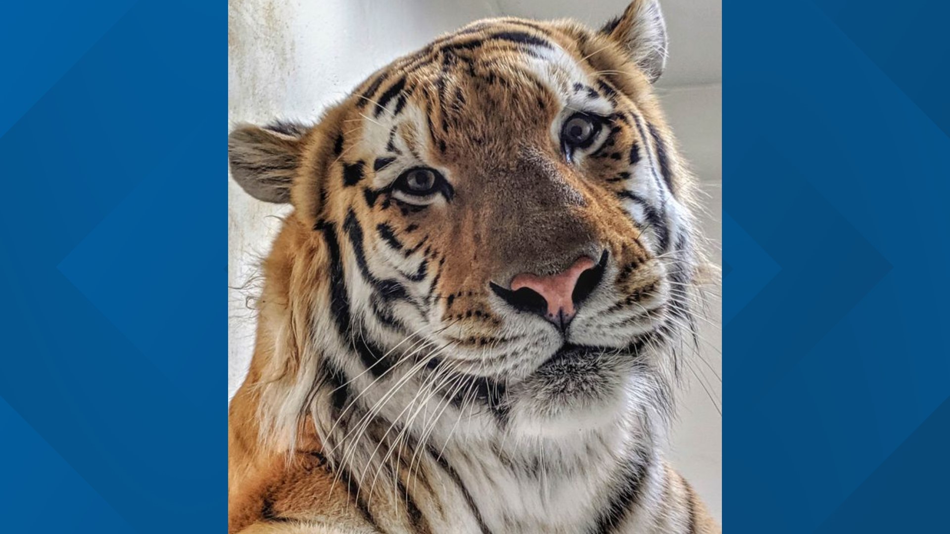 Denver Zoo announces passing of 12-year-old tiger Yuri | 9news.com