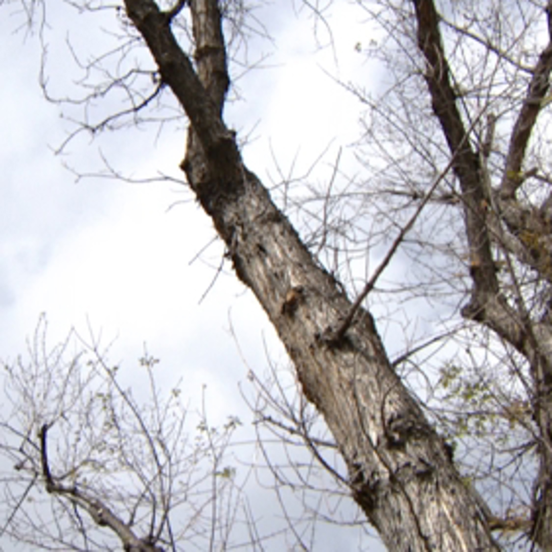 Hidden danger: Colorado's 'zombie trees' pose threat to homeowners this ...