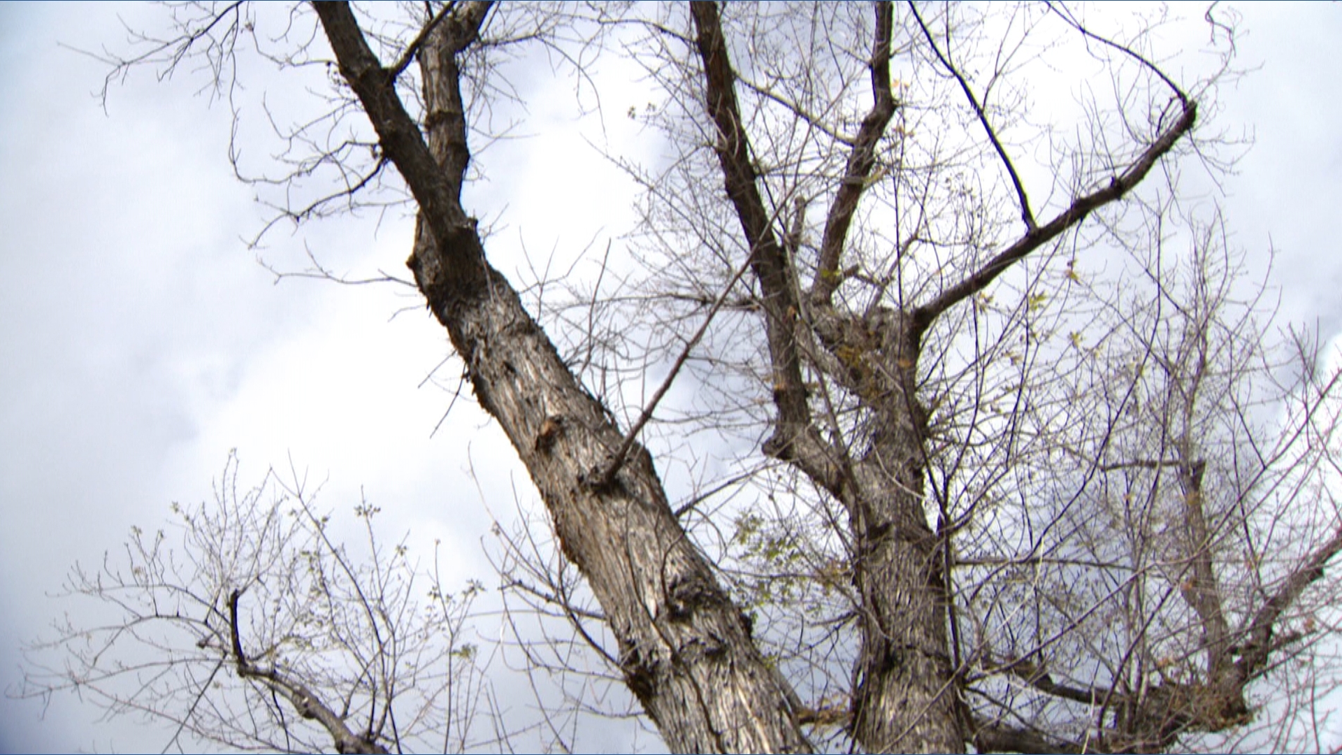 Hidden danger: Colorado's 'zombie trees' pose threat to homeowners this ...
