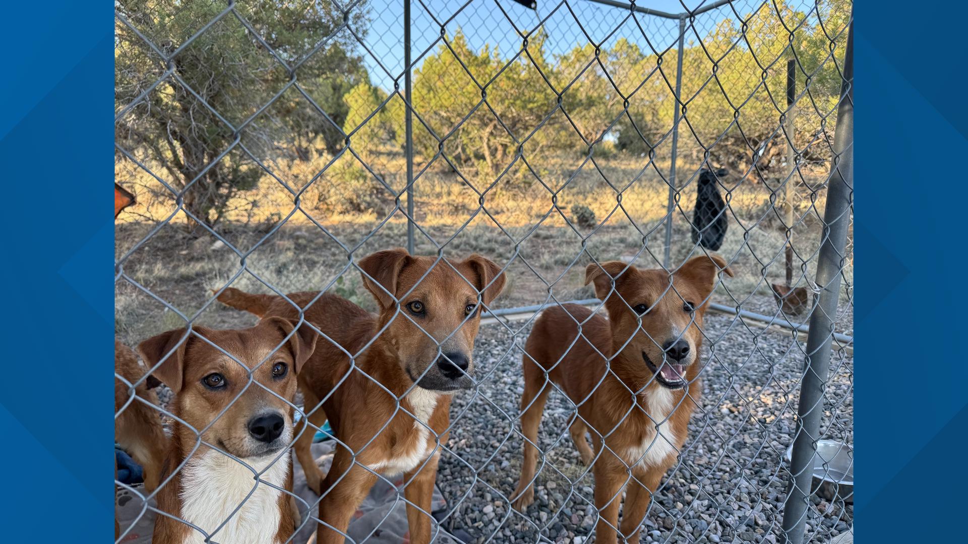 8 abandoned dogs find refuge at Colorado shelter | 9news.com