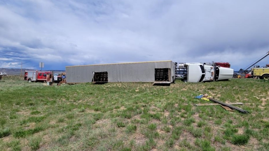 Cattle dead after semi-truck rollover in northern Colorado | 9news.com