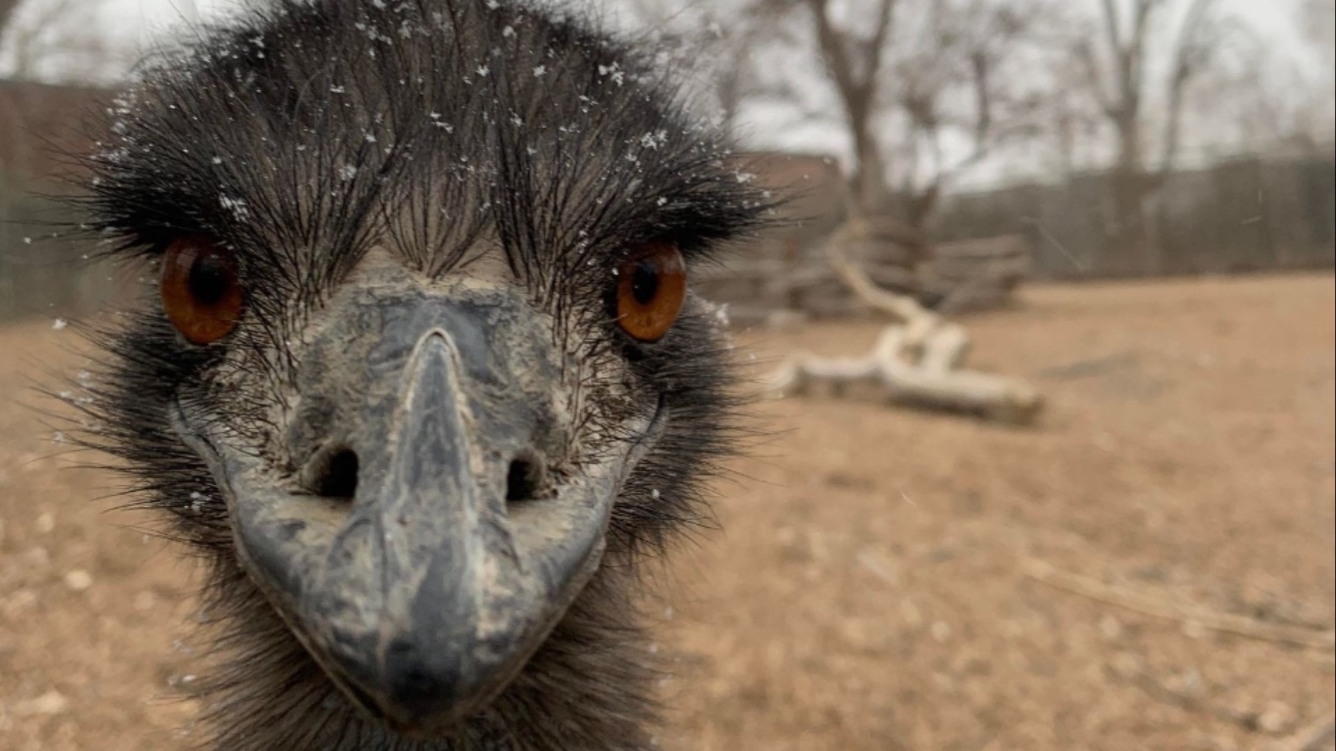 Ralph the Emu passes away at Denver Zoo | 9news.com
