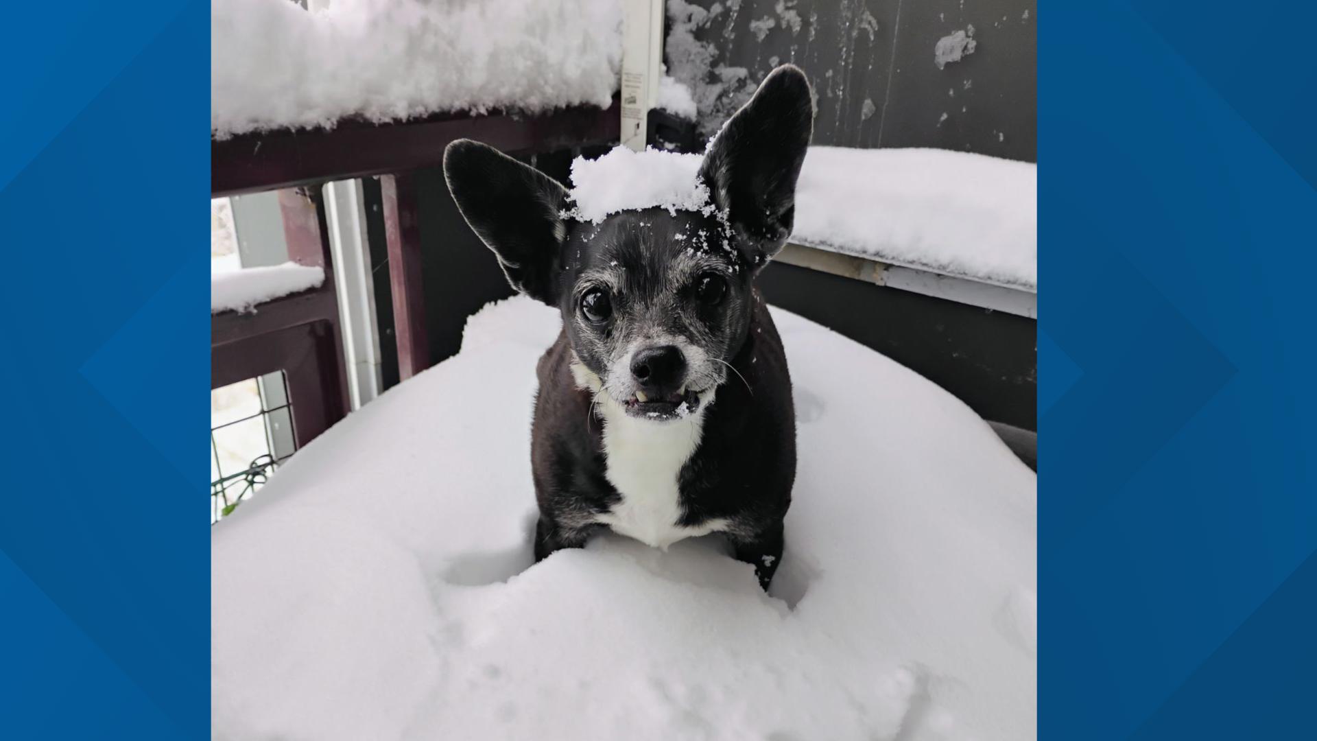 How much snow did Denver get this week? | 9news.com