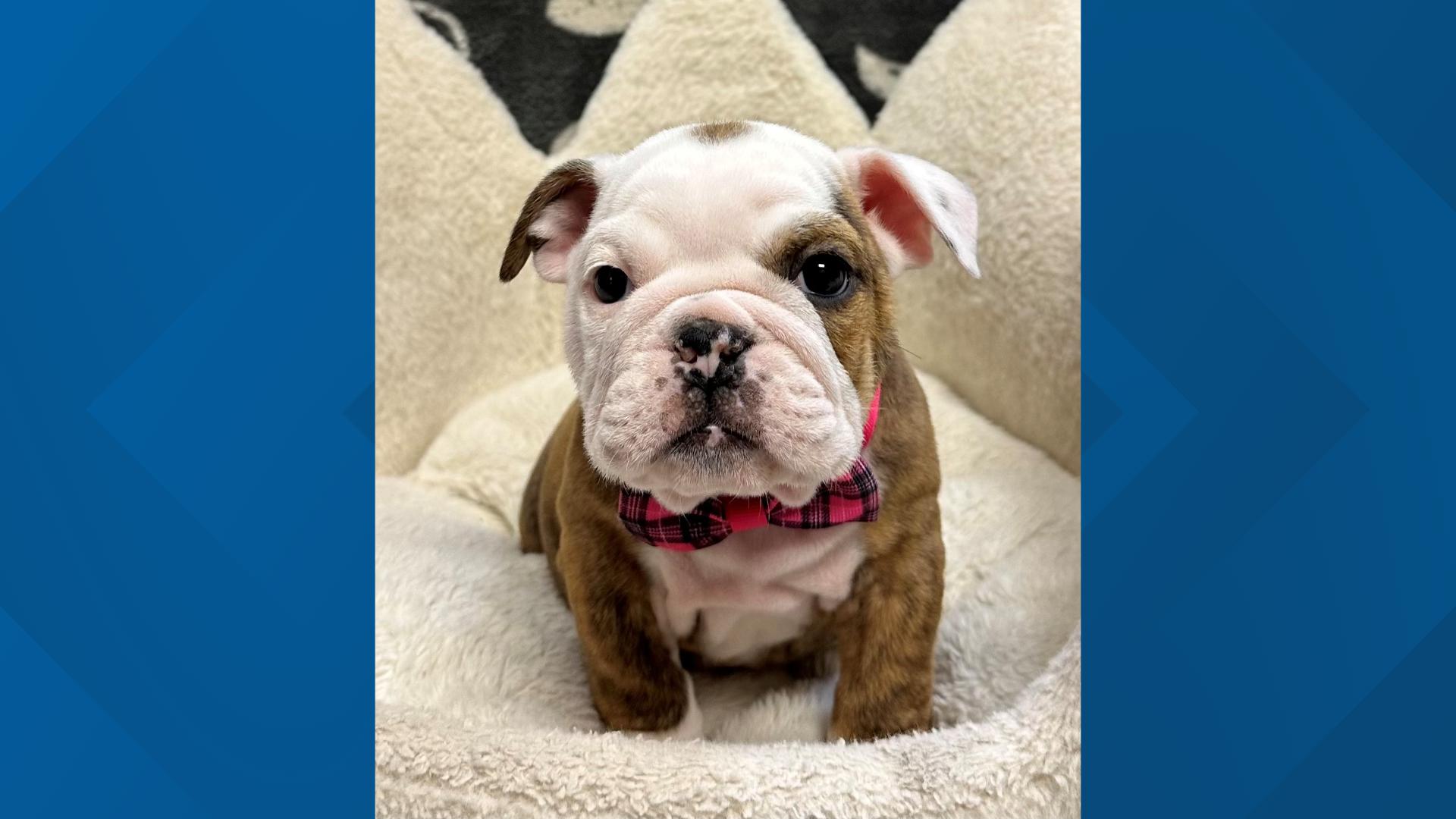 Two arrested in Centennial bulldog puppy theft case | 9news.com